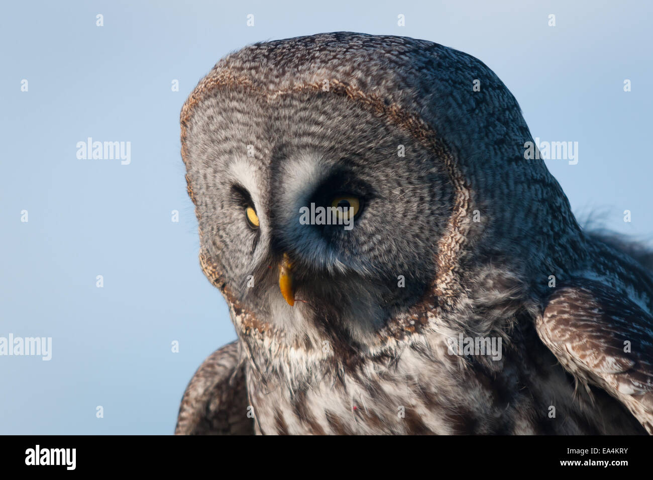 Great grey owl feather hi-res stock photography and images - Alamy
