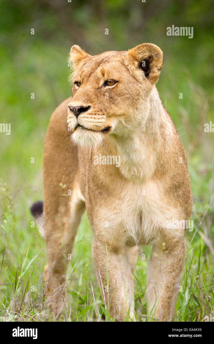 Female lion on the prowl at the serengeti plains; Tanzania Stock Photo ...