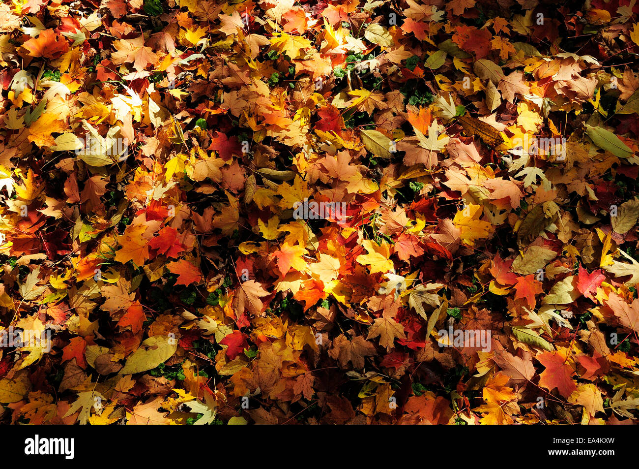 Trees shedding leaves hi-res stock photography and images - Alamy