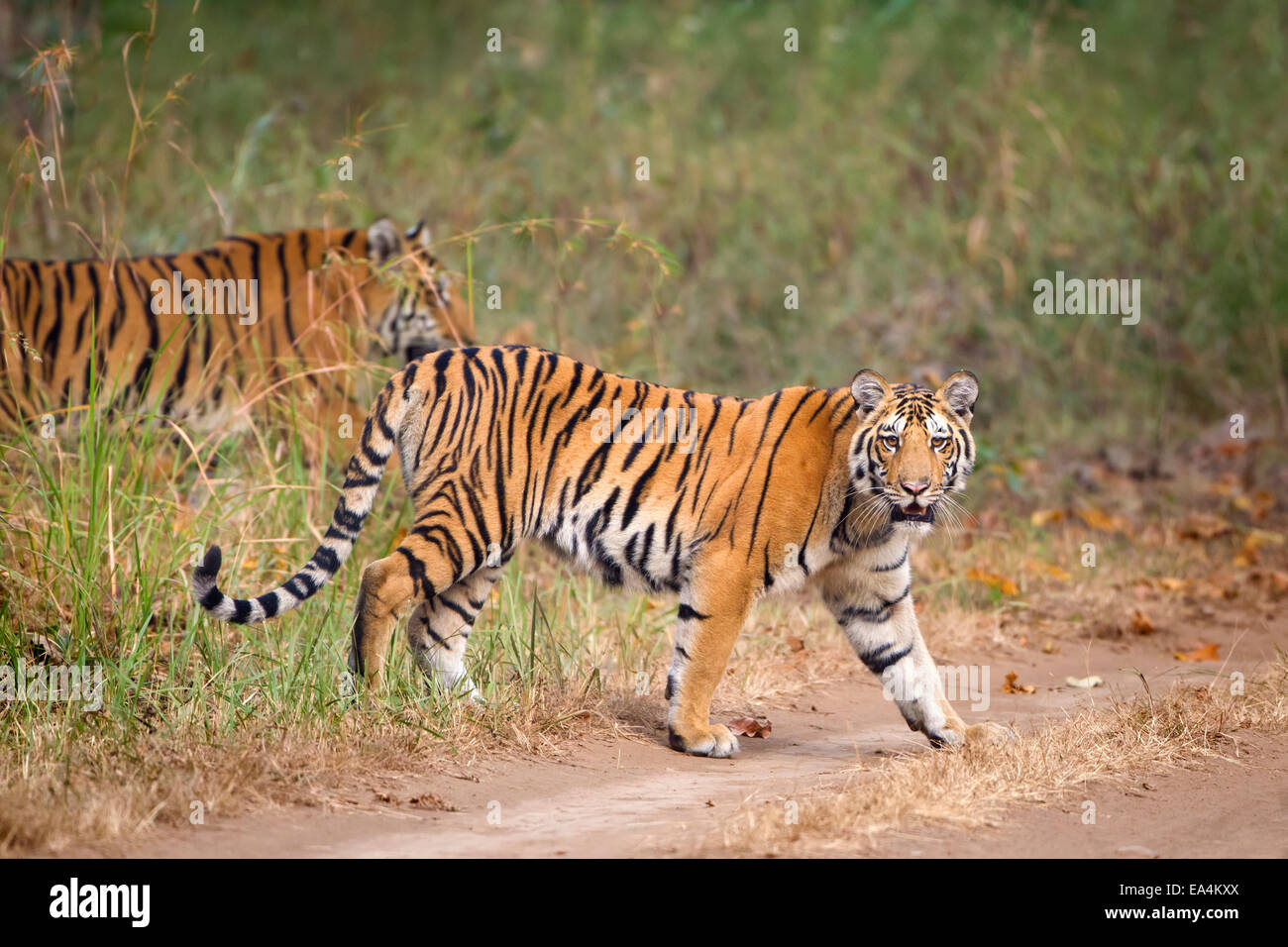 Bengal tigers (Panthera tigris tigris) walking at the Pench National Park; Madhya Pradesh, India ...