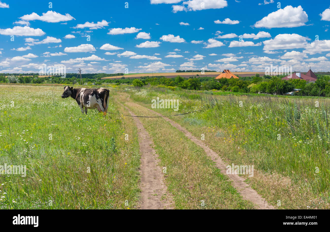 Classic central Ukrainian rural landscape at summer season Stock Photo ...