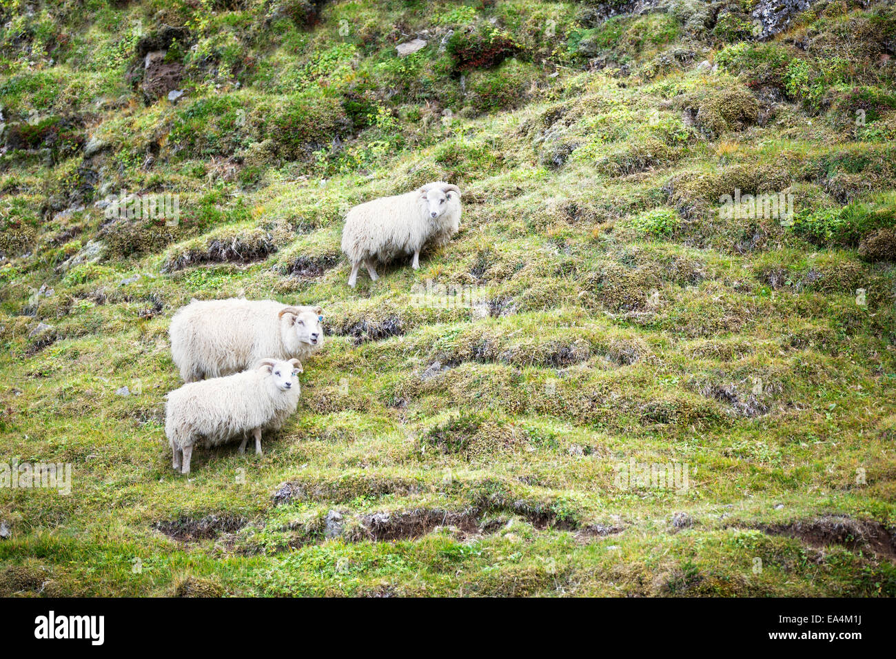 Three Standing Sheep High Resolution Stock Photography and Images - Alamy