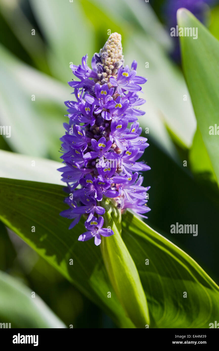 Pontederia cordata. Pickerel weed flower Stock Photo - Alamy