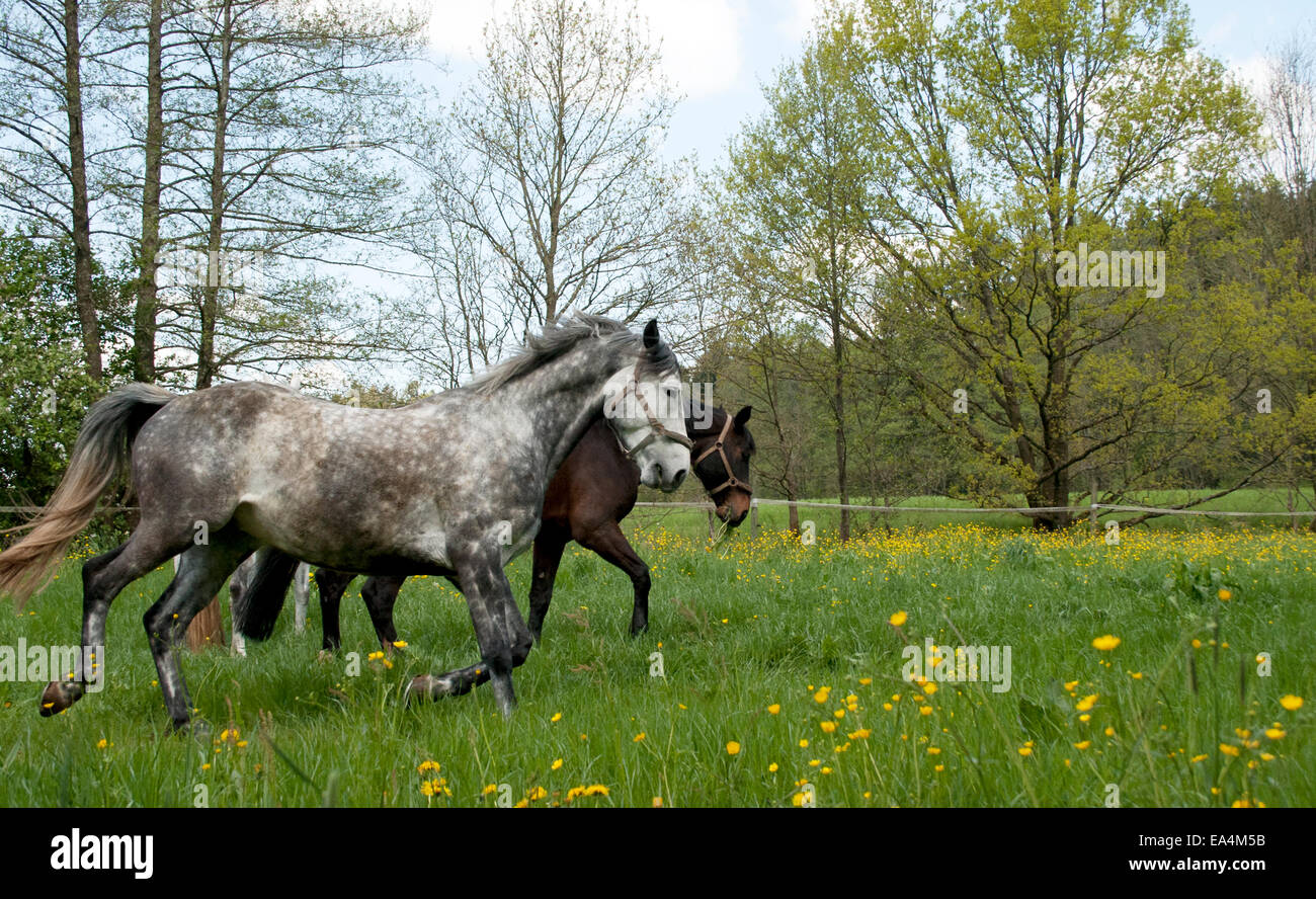 Free running horses hi-res stock photography and images - Alamy