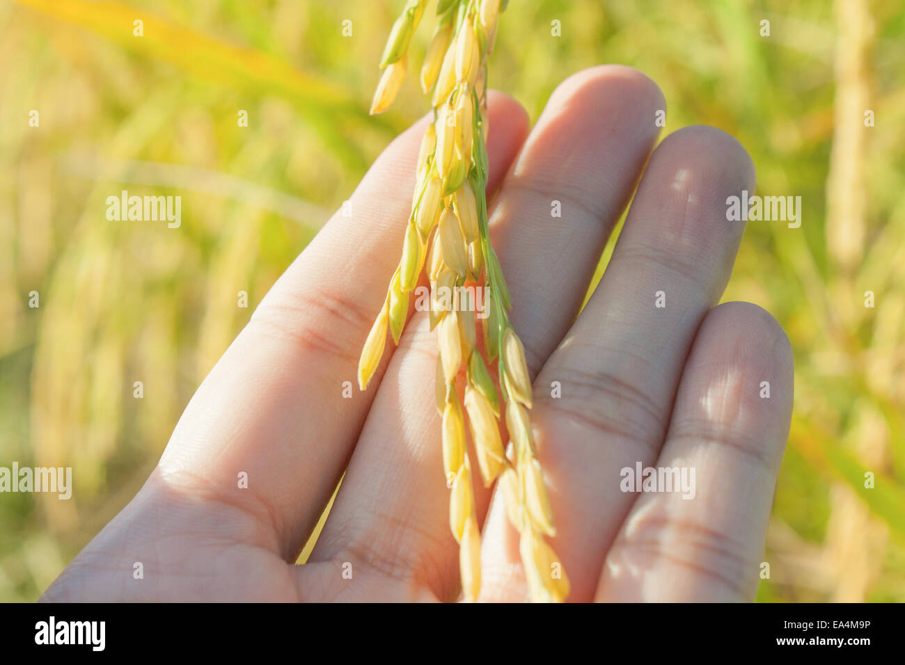 man hand with rice harvest with rice field background Stock Photo - Alamy