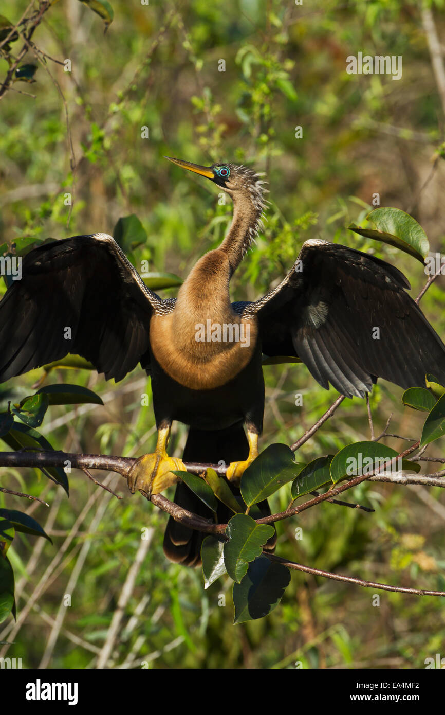 Female anhinga in everglades hi-res stock photography and images - Alamy
