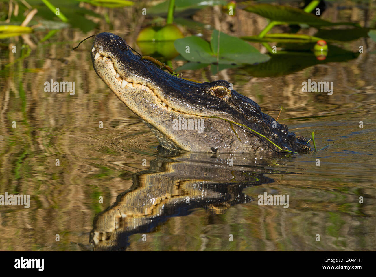 Alligator profile hi-res stock photography and images - Alamy