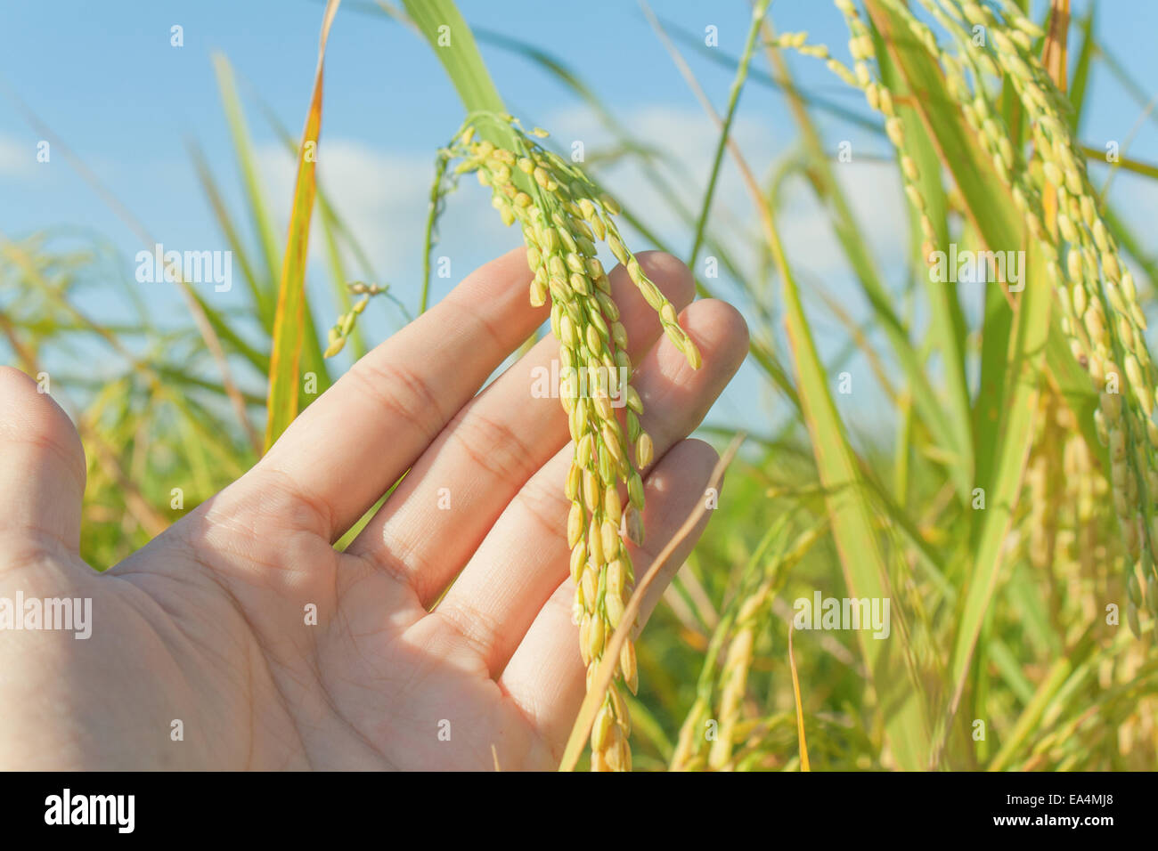 man hand with rice harvest with rice field background Stock Photo - Alamy