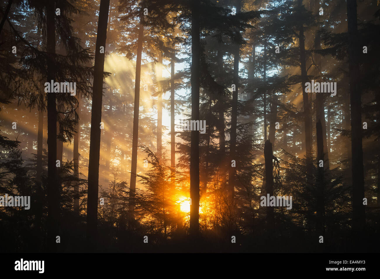 Mist in tongass national forest hi-res stock photography and images - Alamy