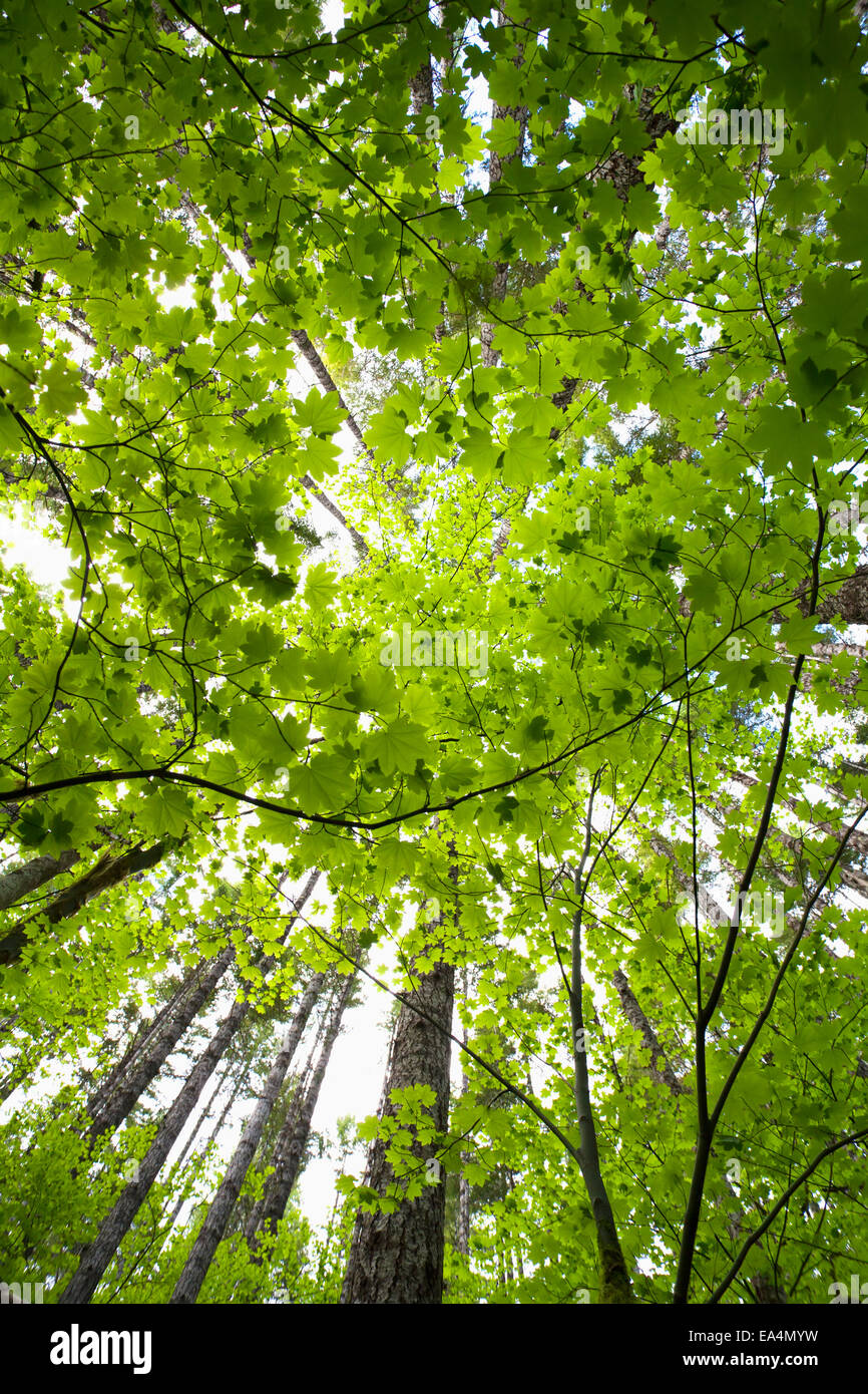 Vine maple canopy; Washington, United States of America Stock Photo - Alamy