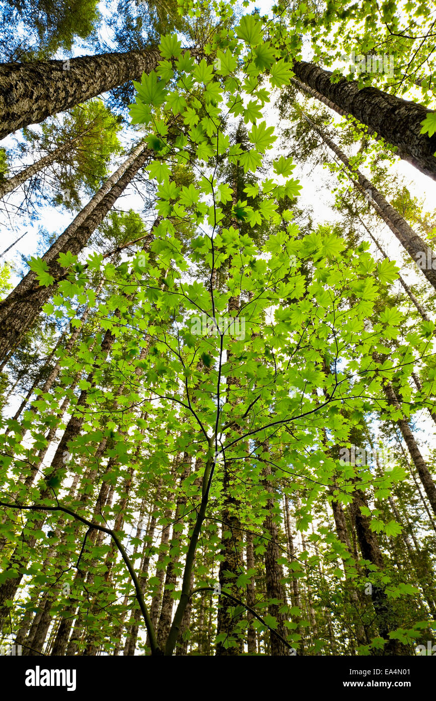 Vine maple hi-res stock photography and images - Alamy
