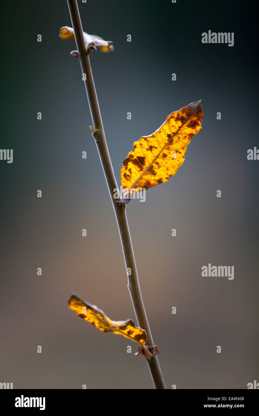 Willow leaves with hi-res stock photography and images - Alamy