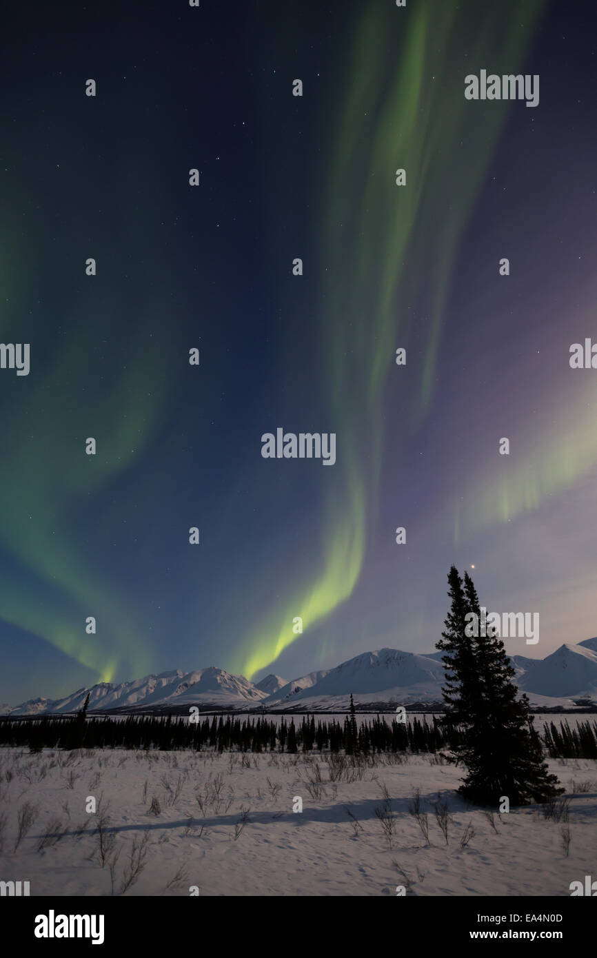 View of the Aurora Borealis (Northern Lights) dancing above the Alaska ...
