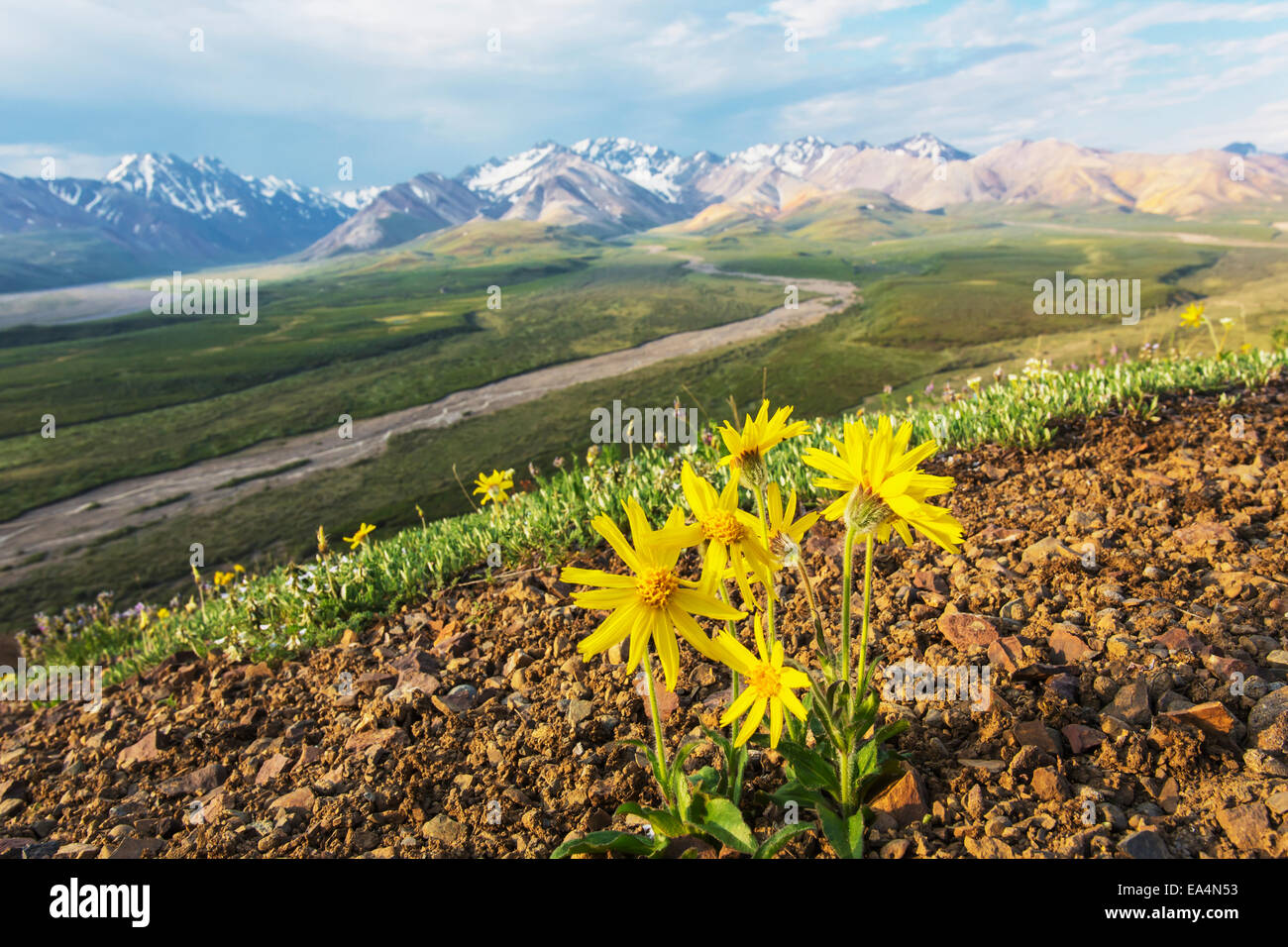 Arnica Angustifolia High Resolution Stock Photography and Images - Alamy