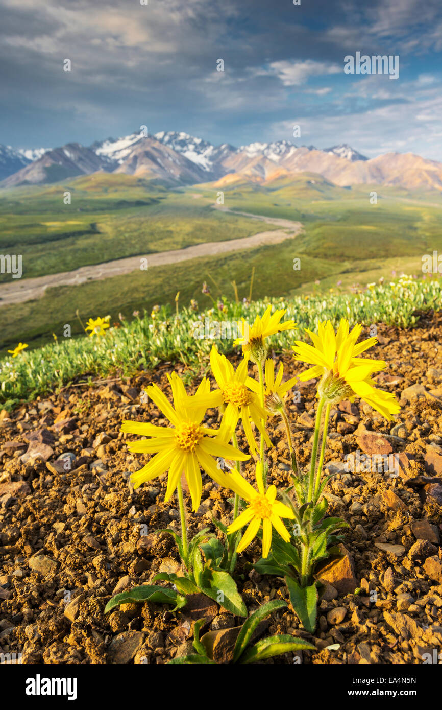 Alaska,Denali Np,Alpine Arnica Stock Photo - Alamy