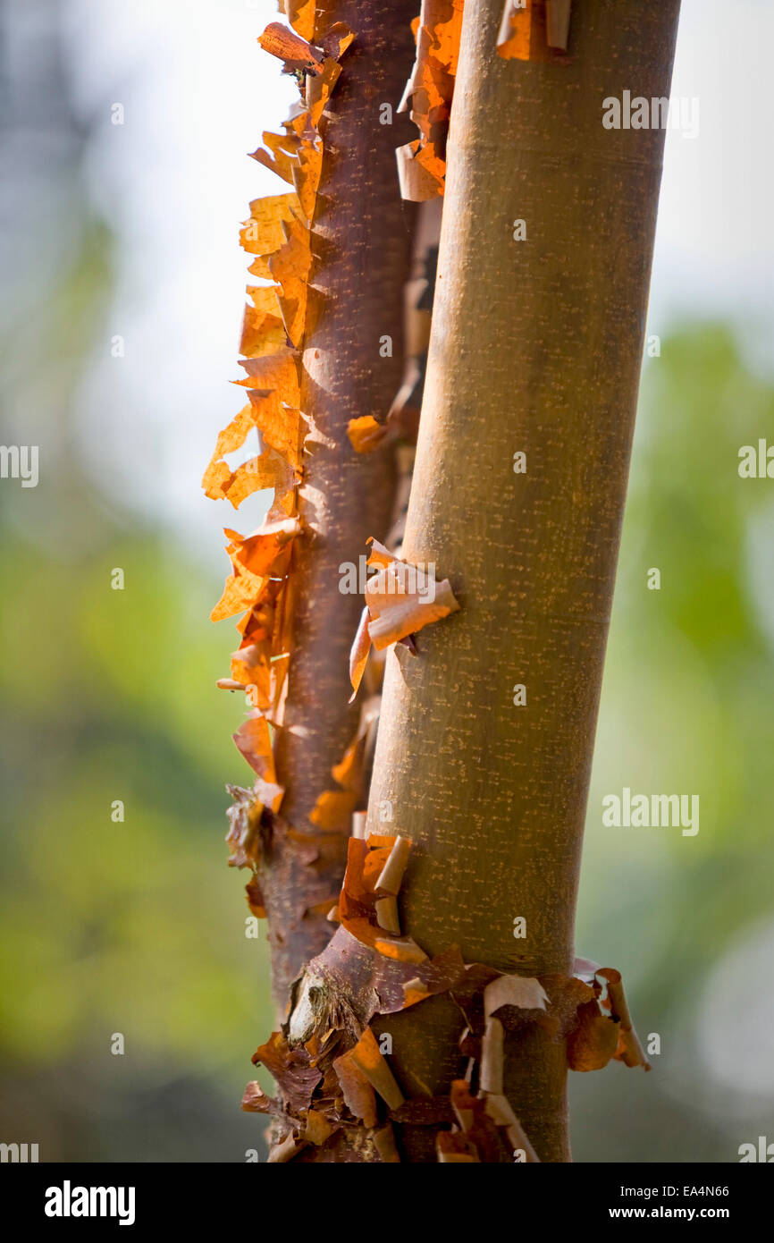 Peeling bark on a tree trunk, Japanese Gardens; Mayne Island, British ...
