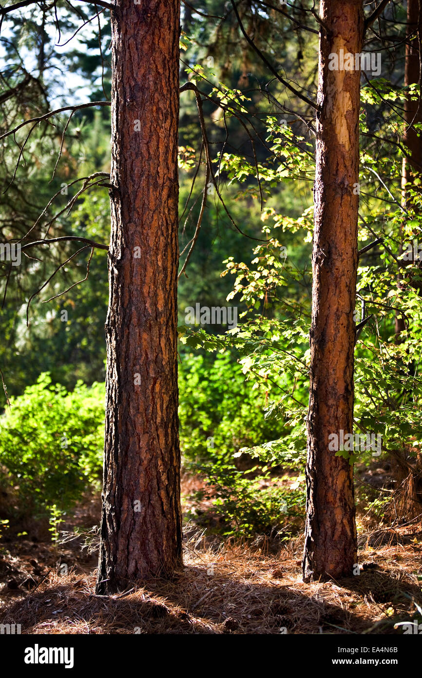 Trees in a forest, Okanagan North Provincial Campsite; Mayne Island ...
