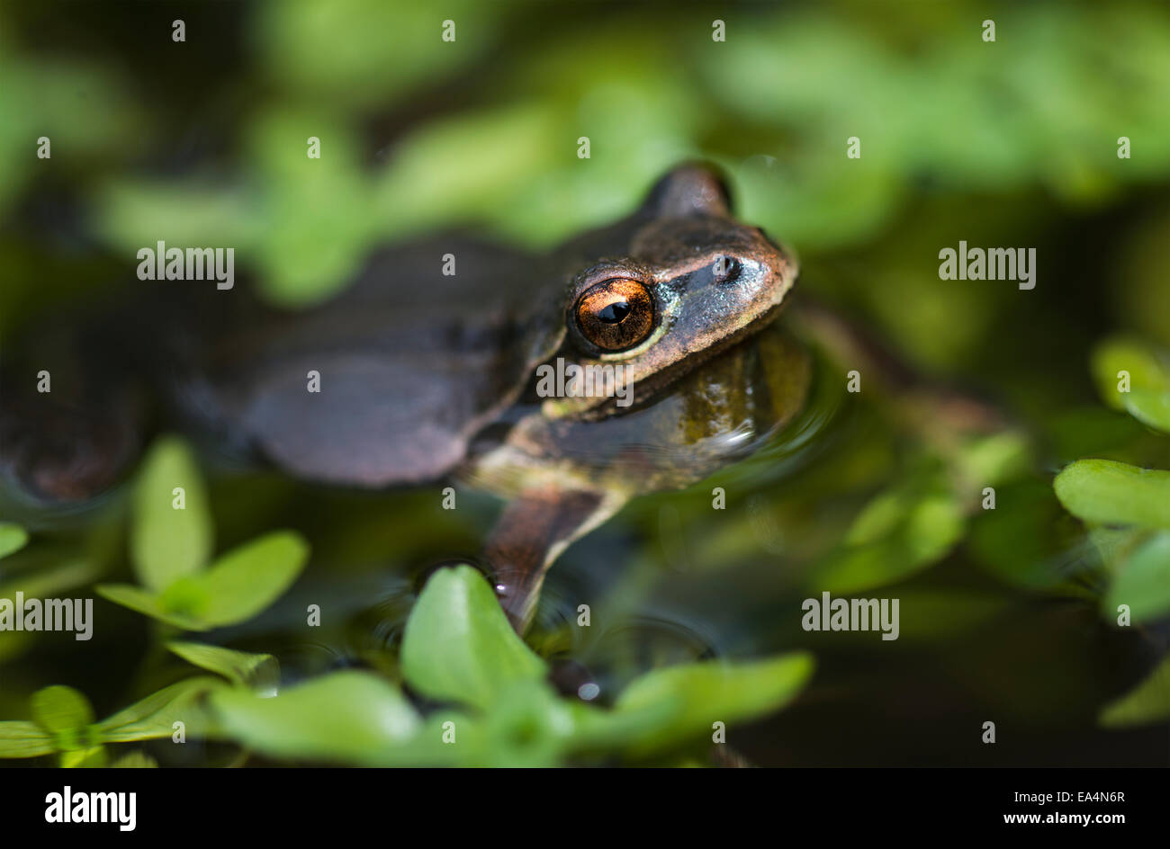 Pacific tree frog (Pseudacris regilla) in a pond; Astoria, Oregon ...