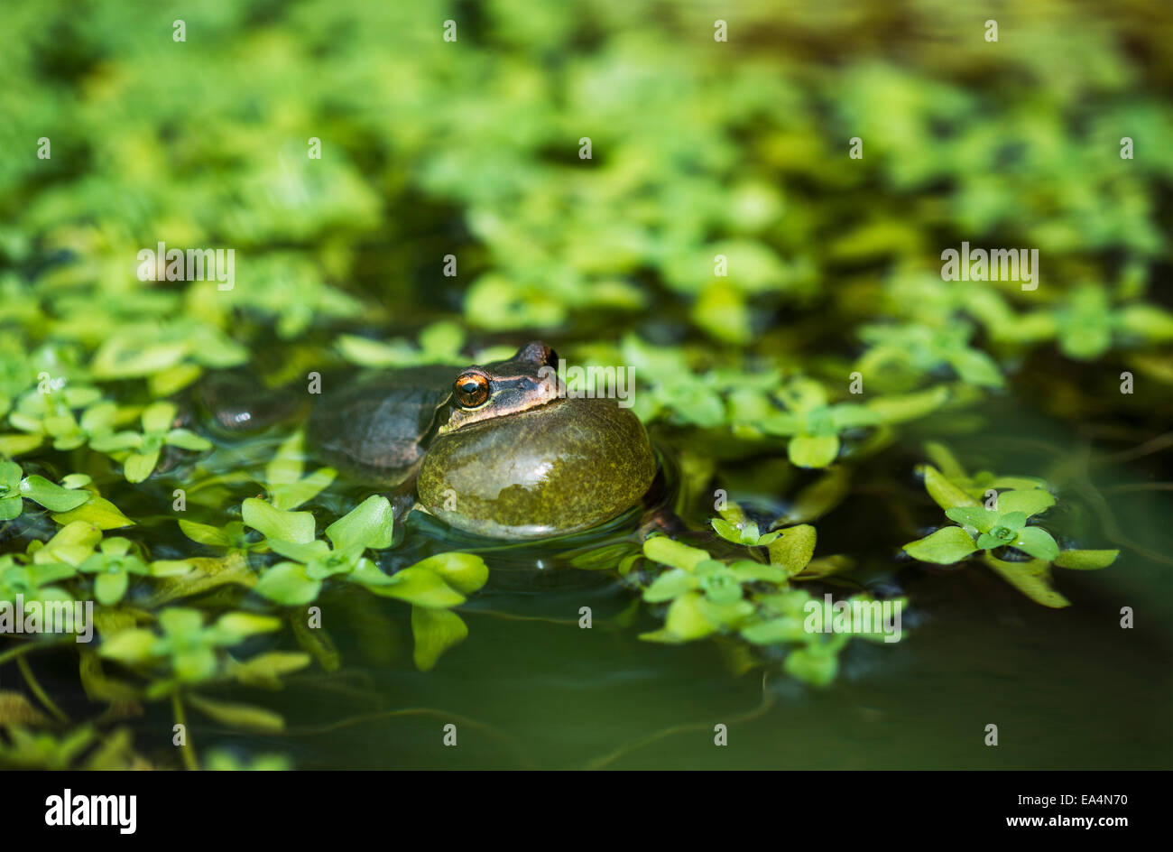 Pacific tree frog (Pseudacris regilla) calls in a pond; Astoria, Oregon ...