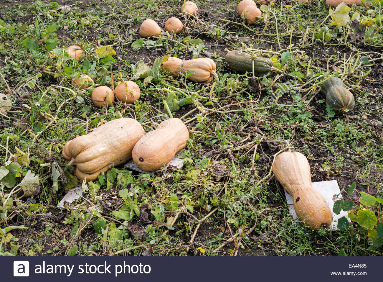 Growing Butternut High Resolution Stock Photography and Images - Alamy