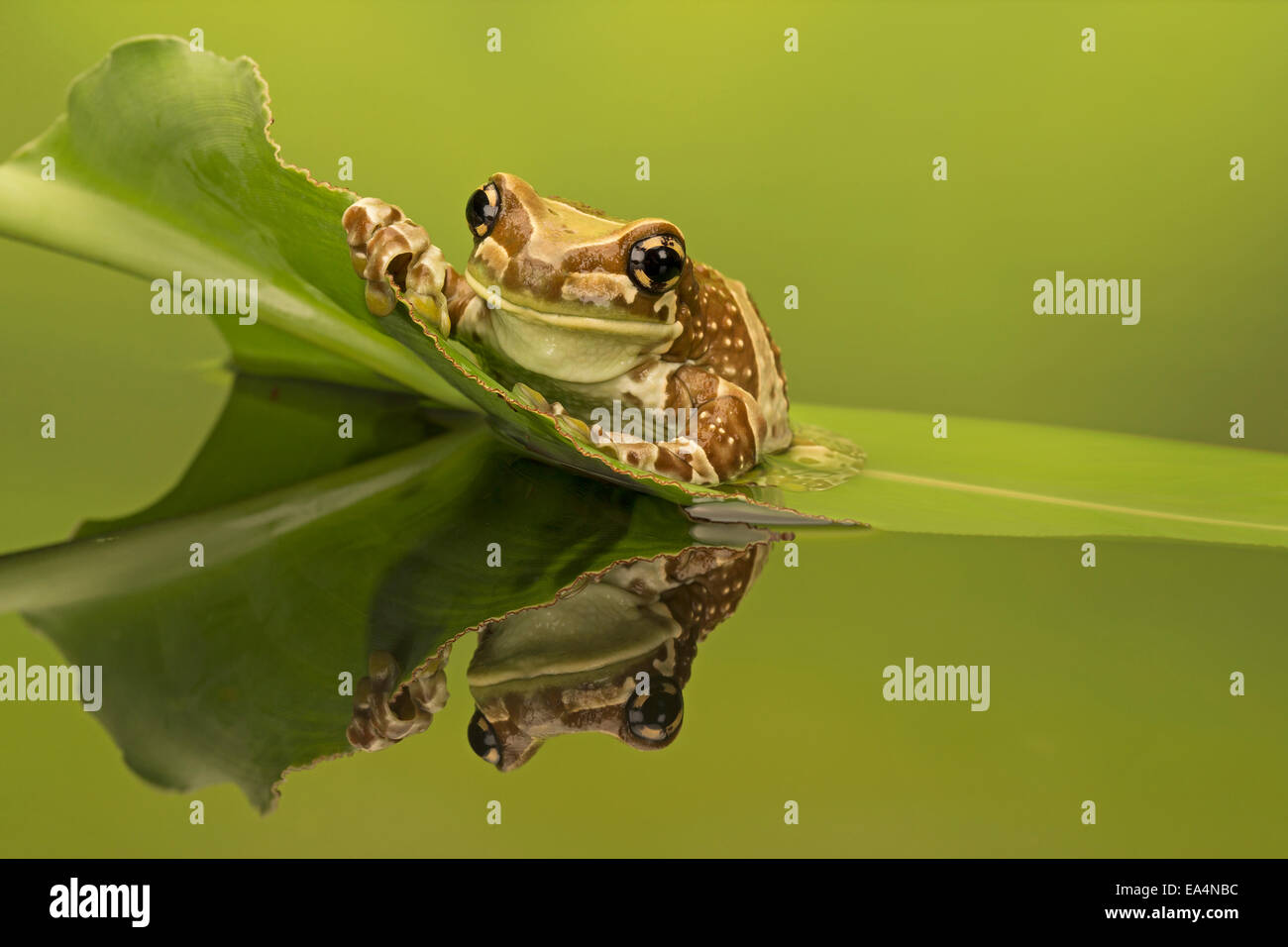 Amazon leaf frog hi-res stock photography and images - Alamy