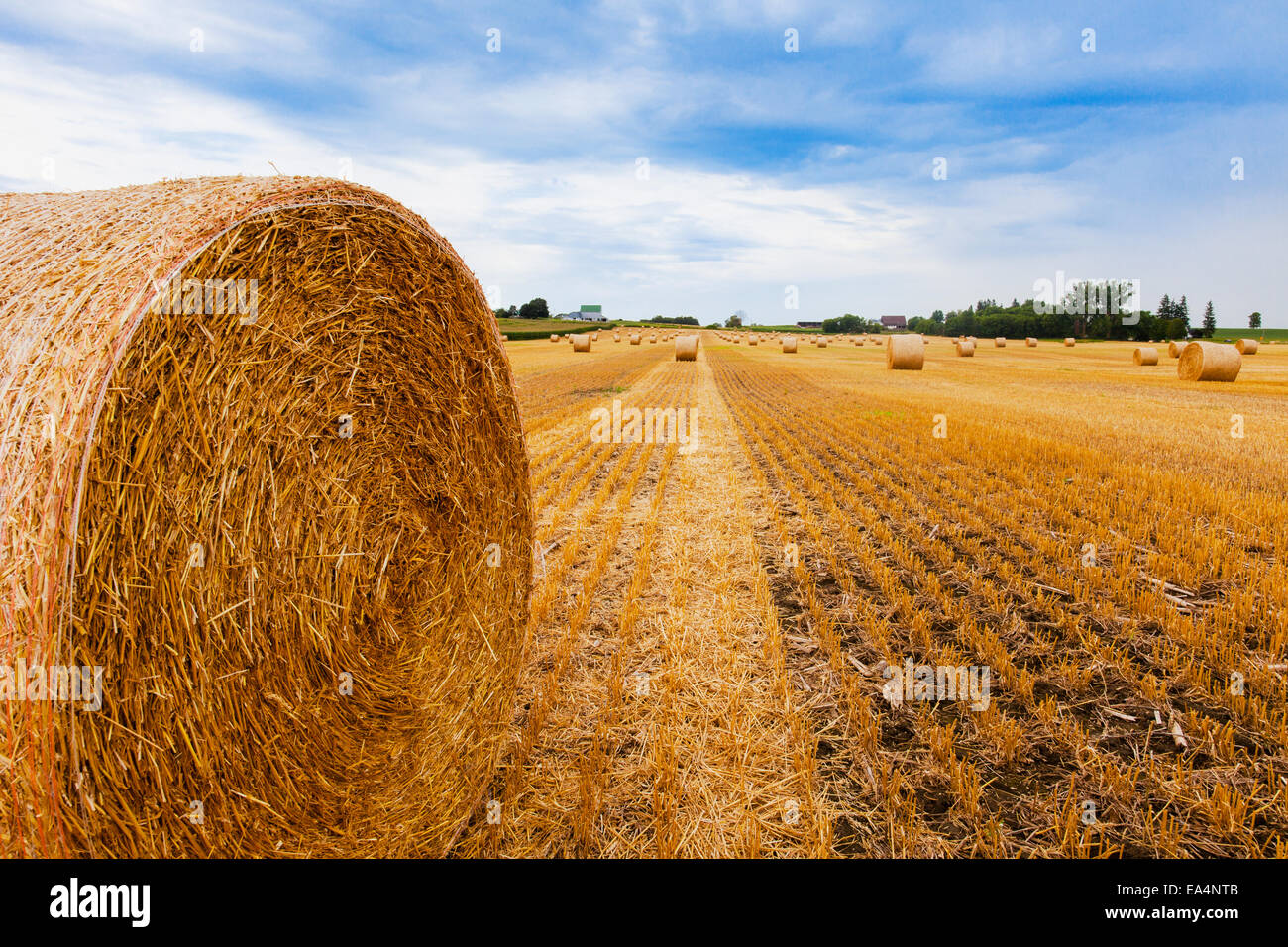 A newly cut hayfield with large round bales scattered in rows on the ...