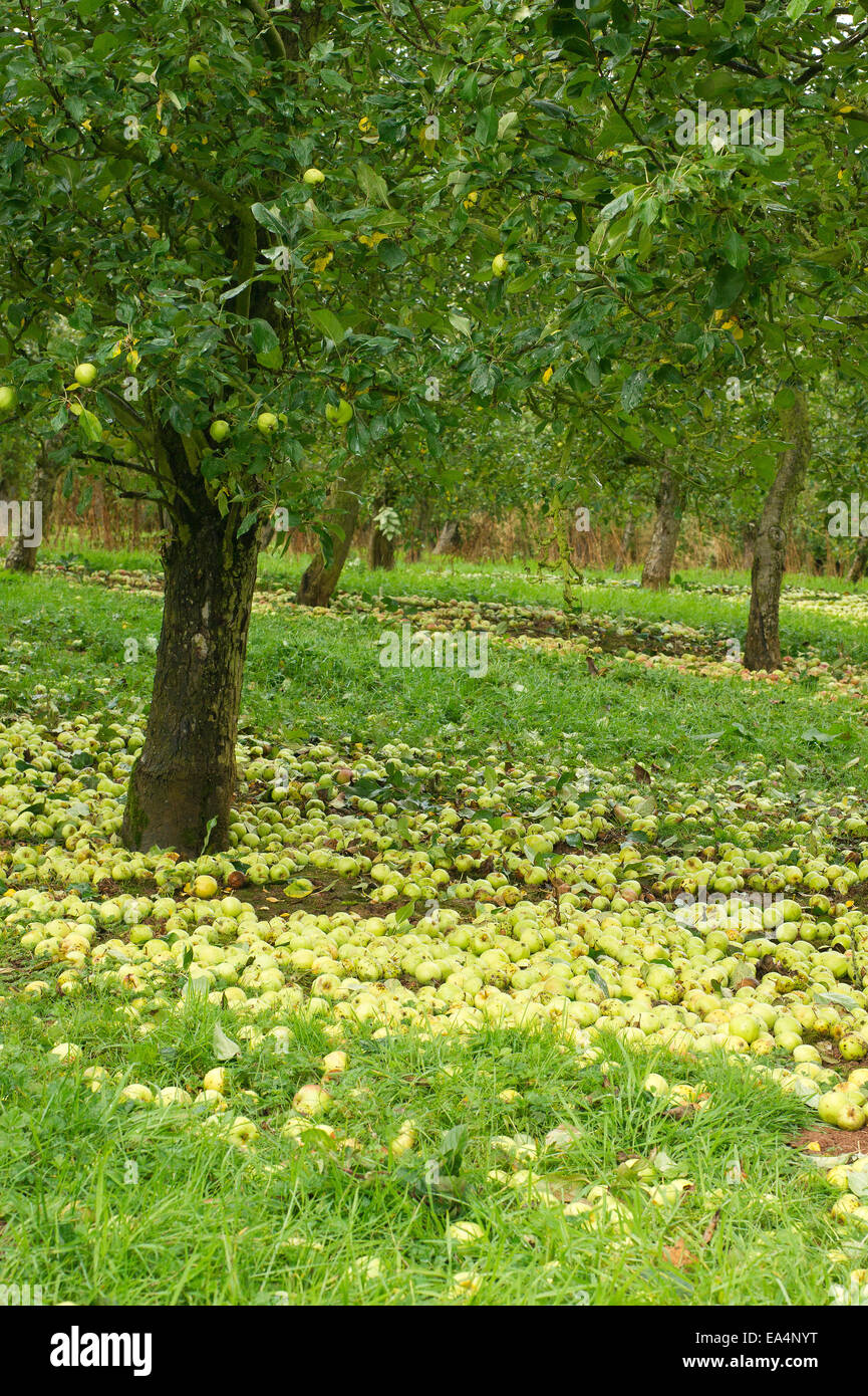 Windfall apples orchard hi-res stock photography and images - Alamy