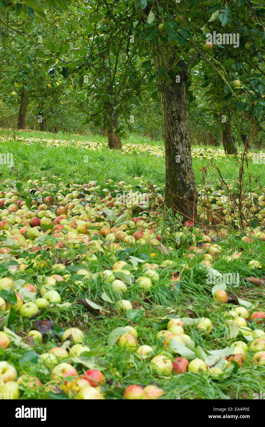 Windfall apples in an orchard Stock Photo - Alamy