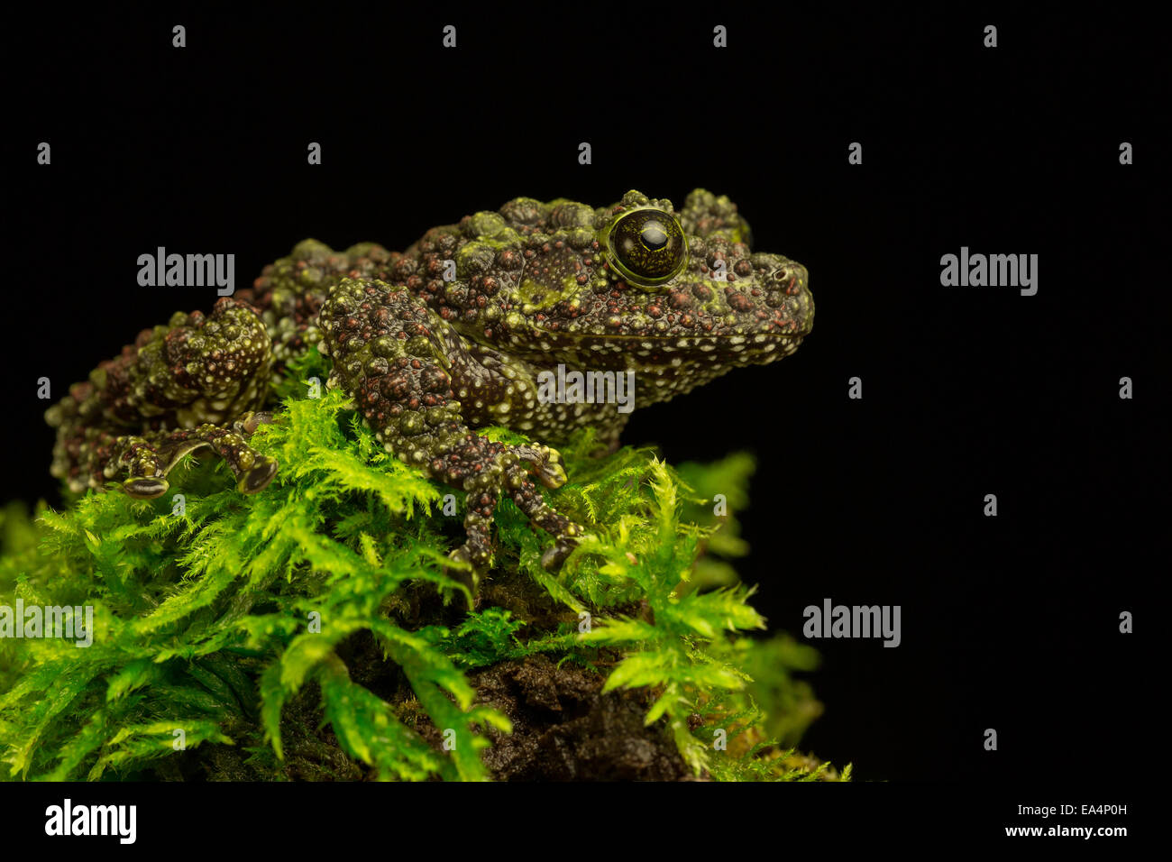 Mossy frog (Theloderma corticale) on a mossy log Stock Photo - Alamy