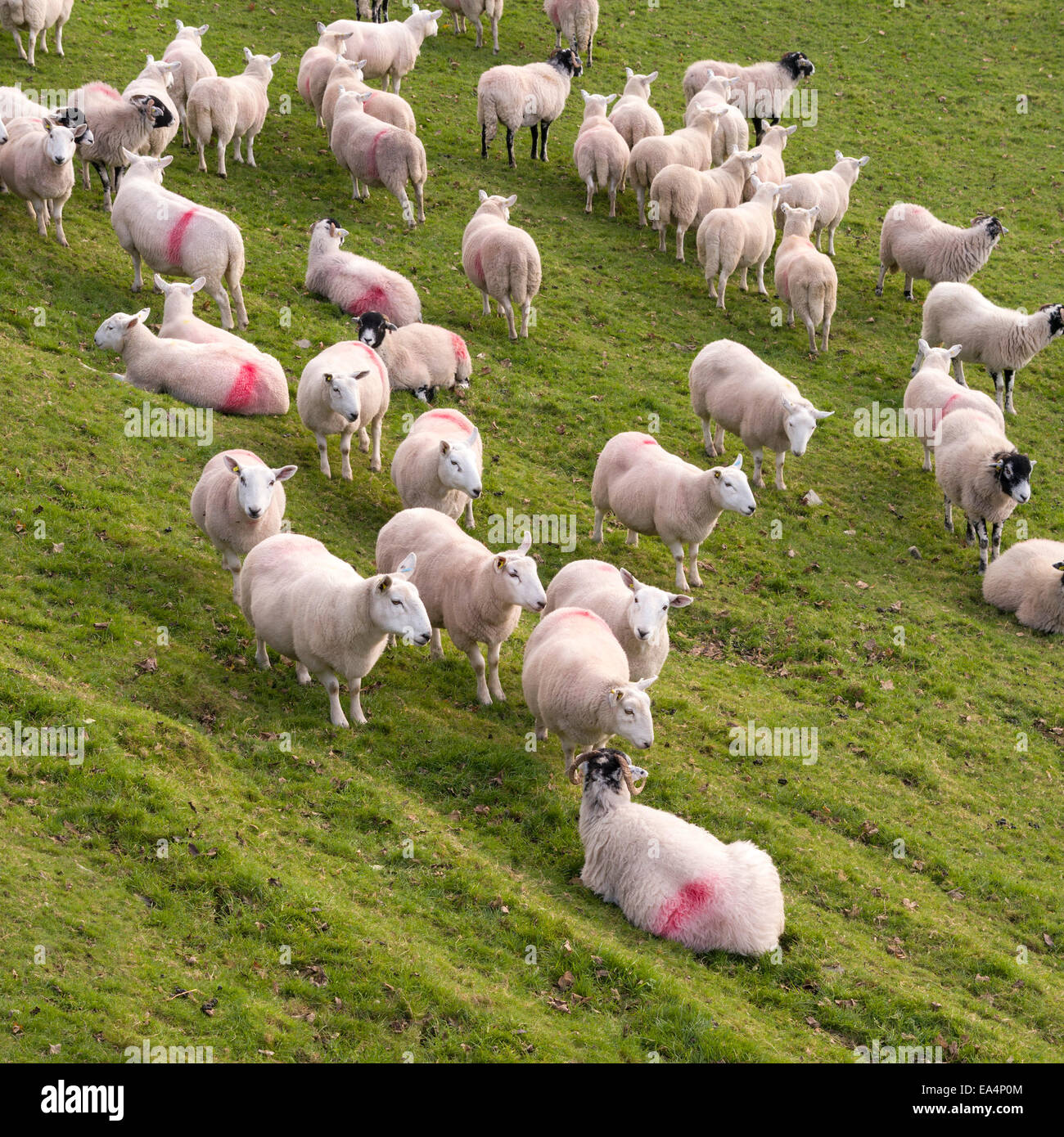 White sheep hi-res stock photography and images - Alamy