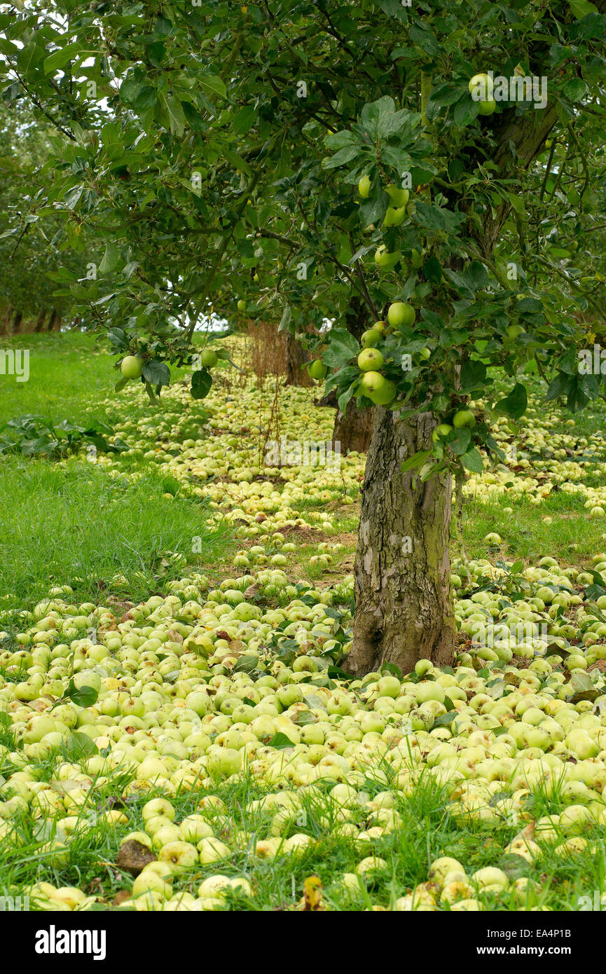 Windfall apples orchard hi-res stock photography and images - Alamy