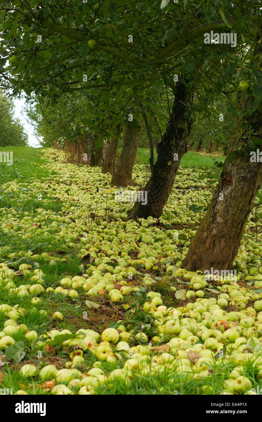 Windfall trees hi-res stock photography and images - Alamy