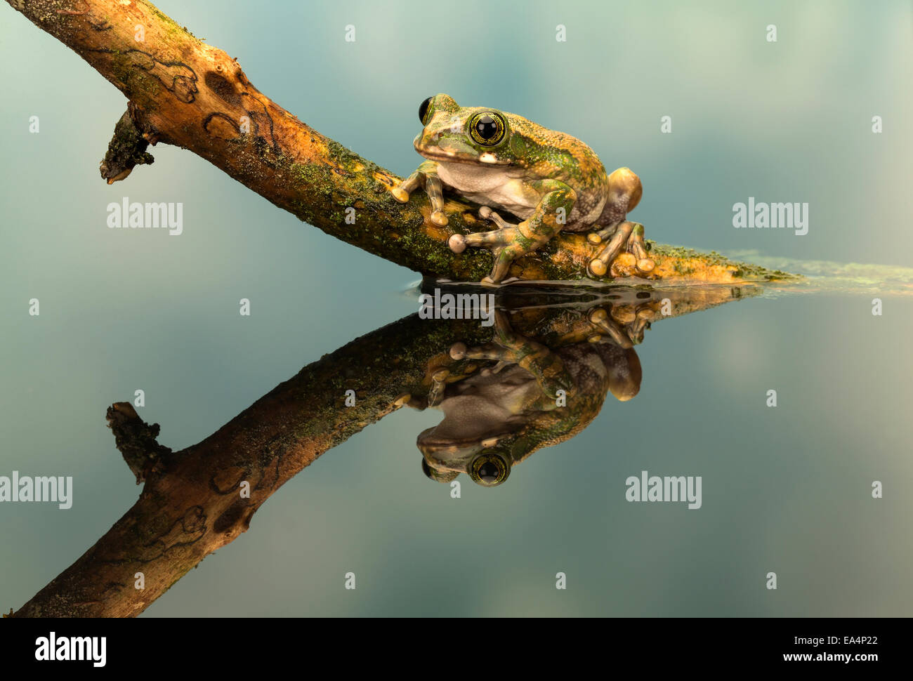 Peacock tree frog (Leptopelis vermiculatus) on a stick, with its ...