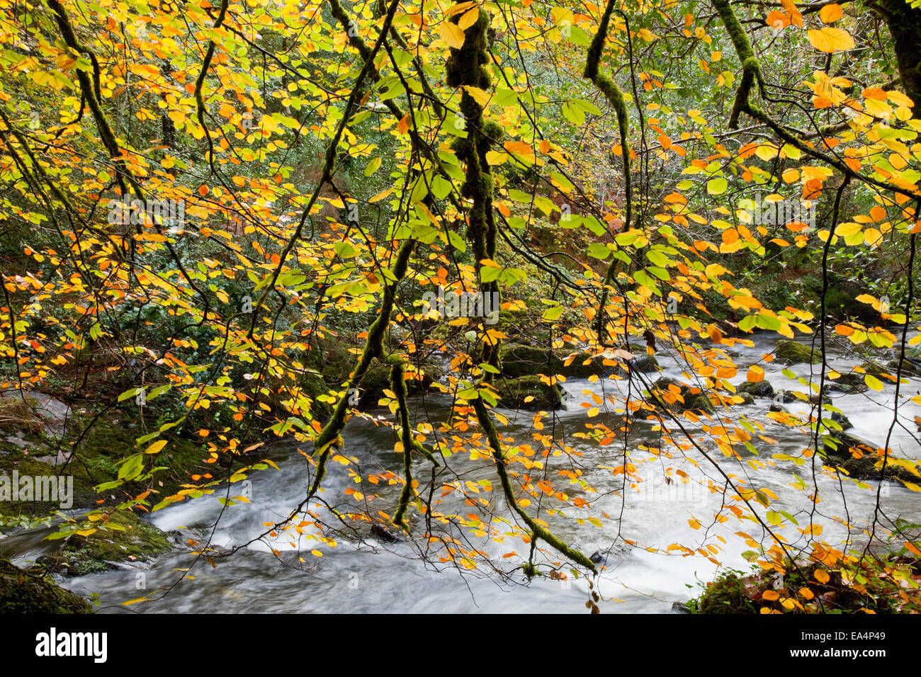 Autumn coloured foliage and a flowing river; Glengarriff, County Cork ...