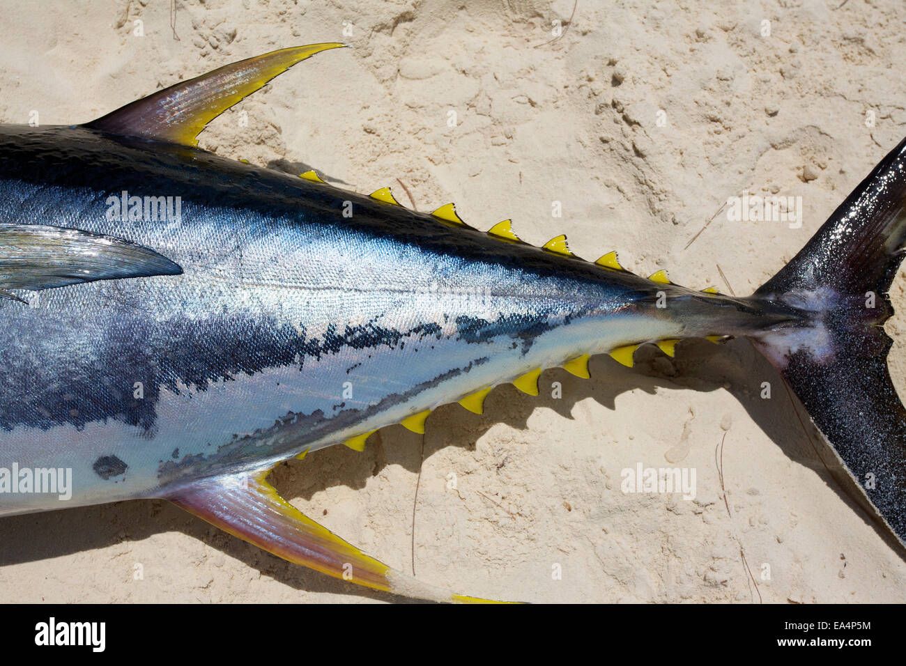 A fish with yellow sharp points lays on the white sand; Vamizi Island ...