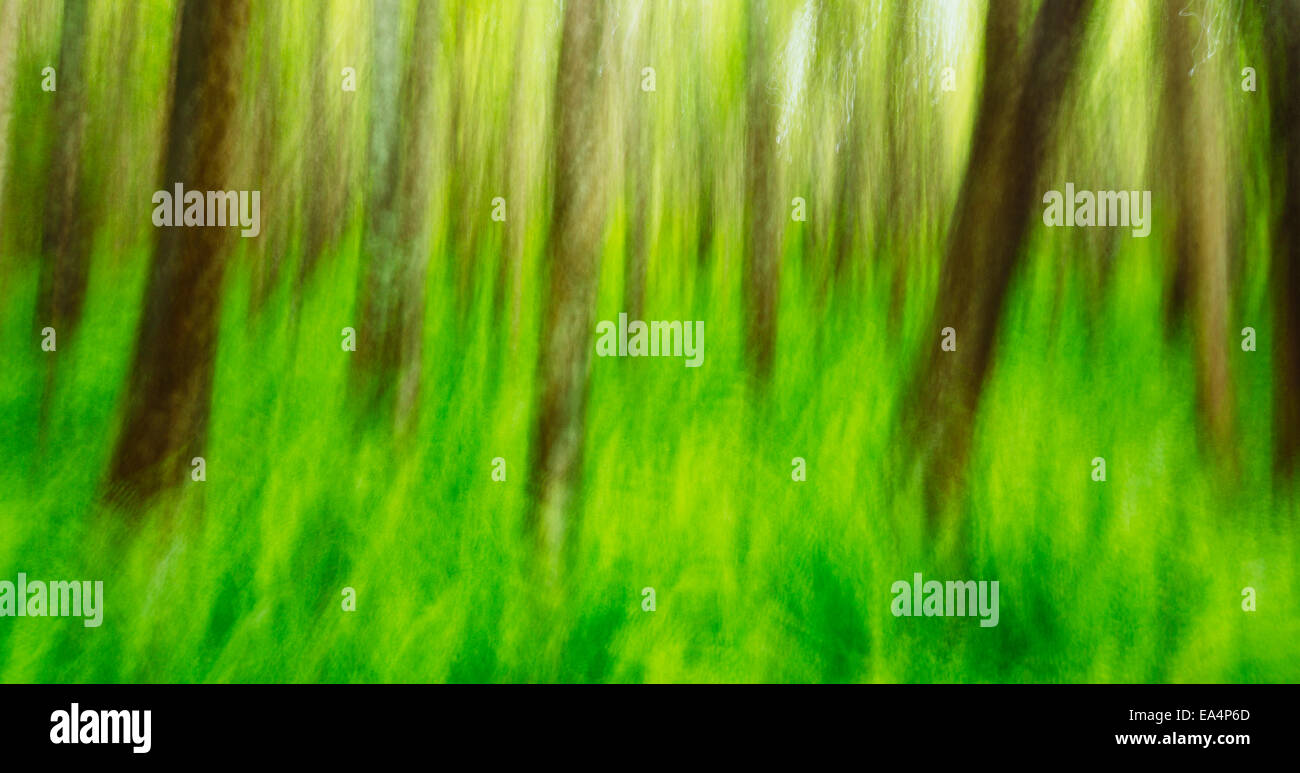 Tree fern hawaii hi-res stock photography and images - Alamy