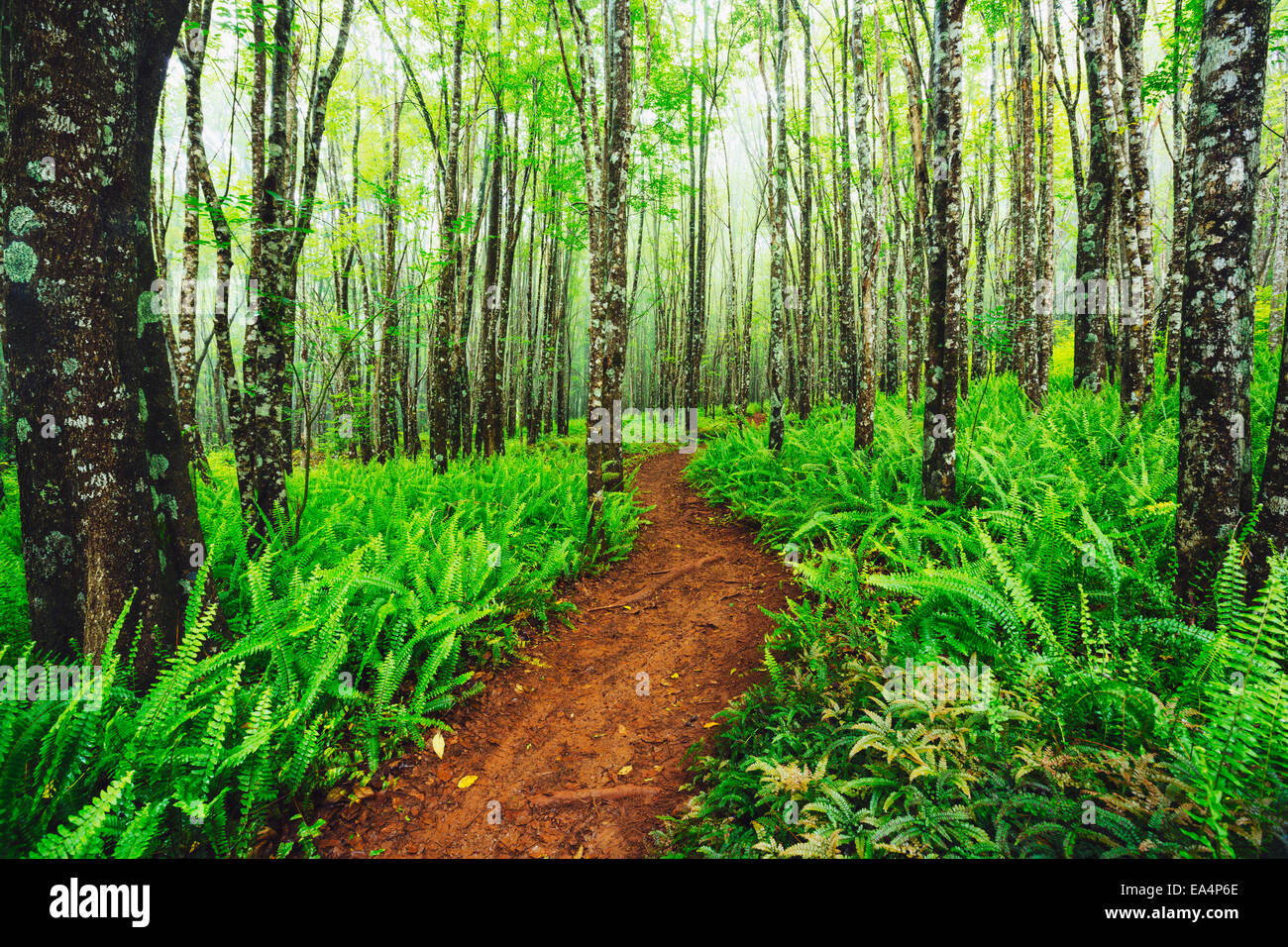 Hawaiian native tree hi-res stock photography and images - Alamy