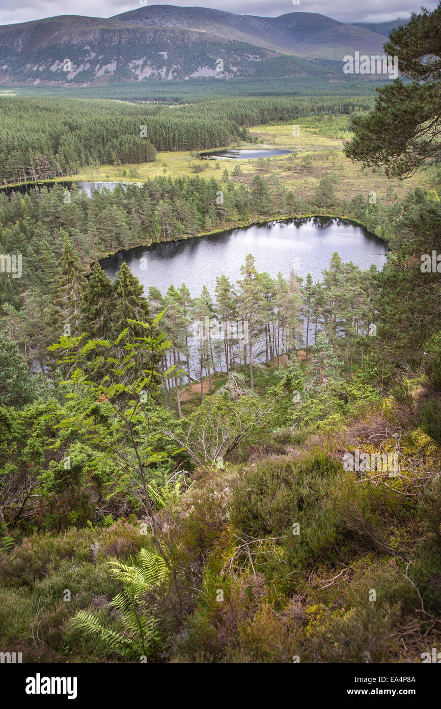 View over Uath Lochans at Glen Feshie in Scotland Stock Photo - Alamy