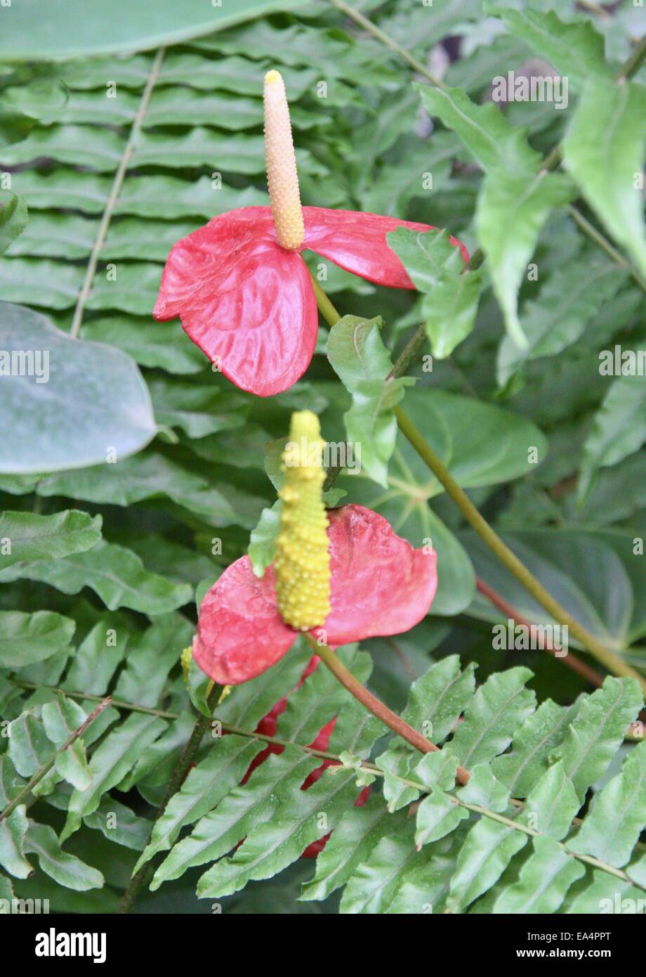 Flamingo flowers hi-res stock photography and images - Alamy