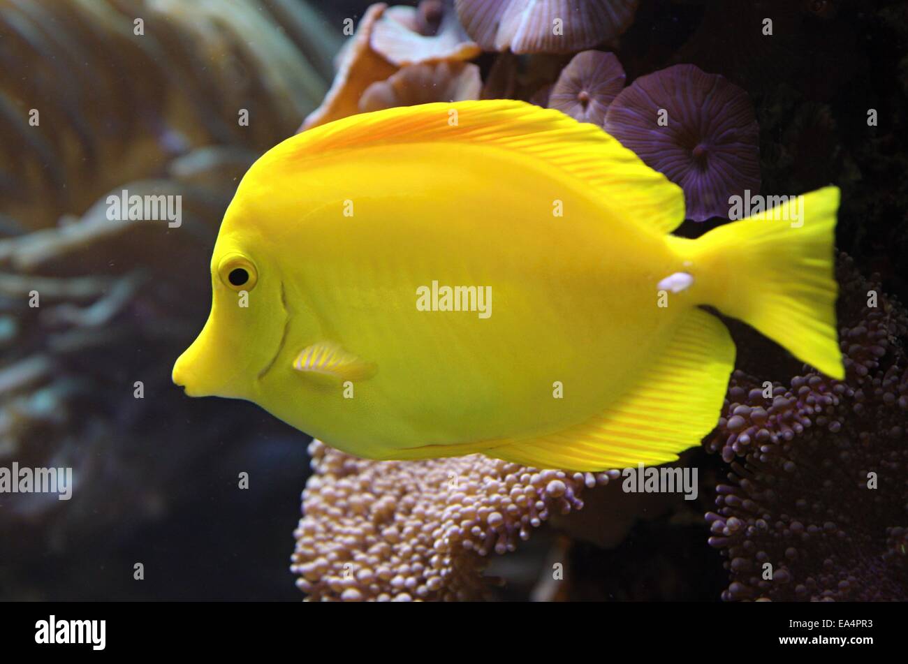 Yellow Tang fish and corals on background Stock Photo - Alamy