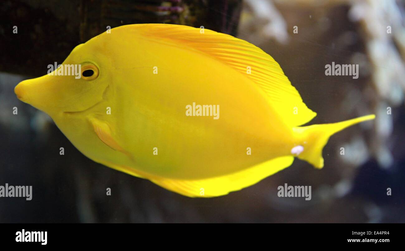Yellow Tang fish and corals on background Stock Photo - Alamy