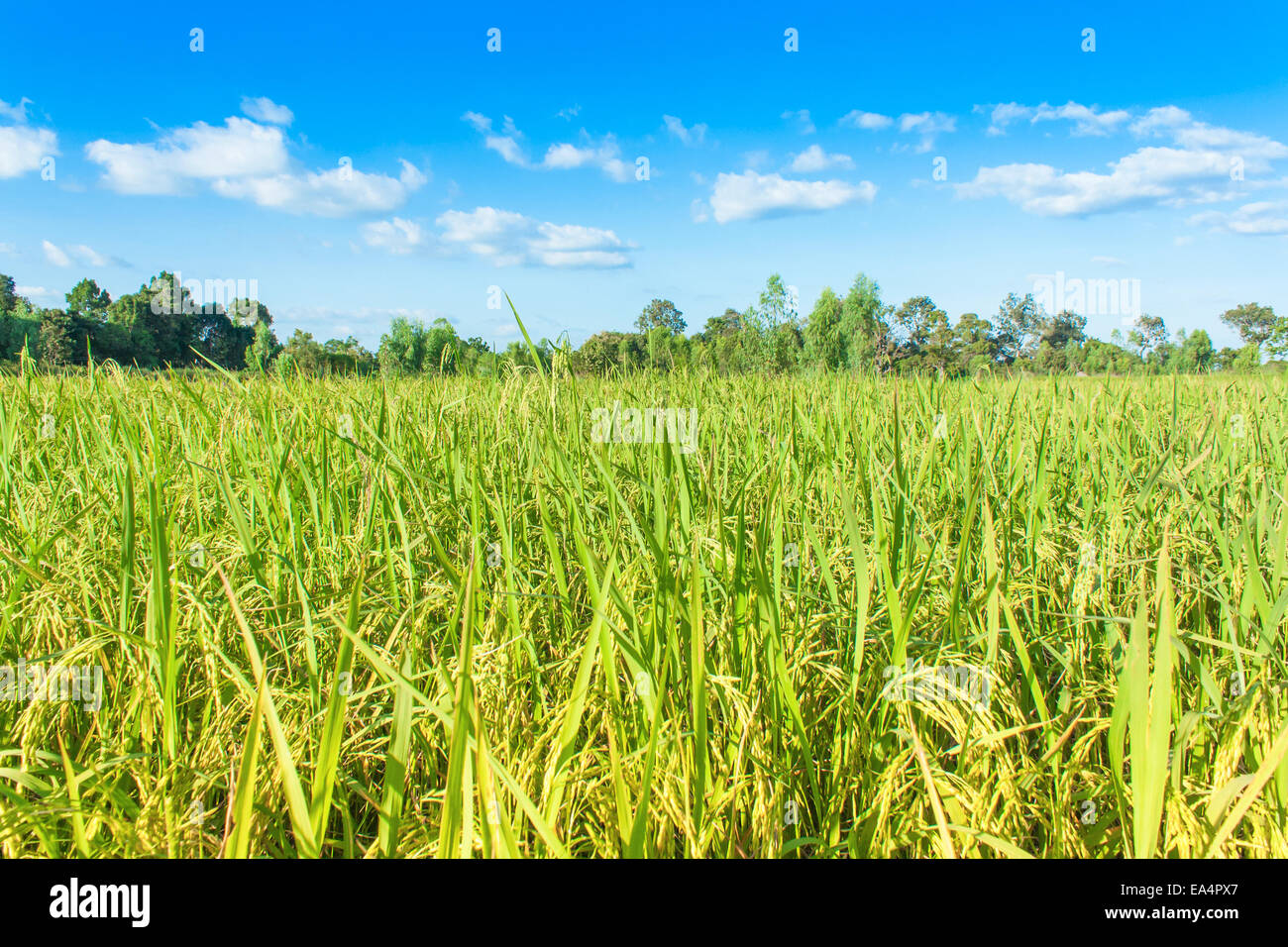 Waiting For Harvest High Resolution Stock Photography and Images - Alamy
