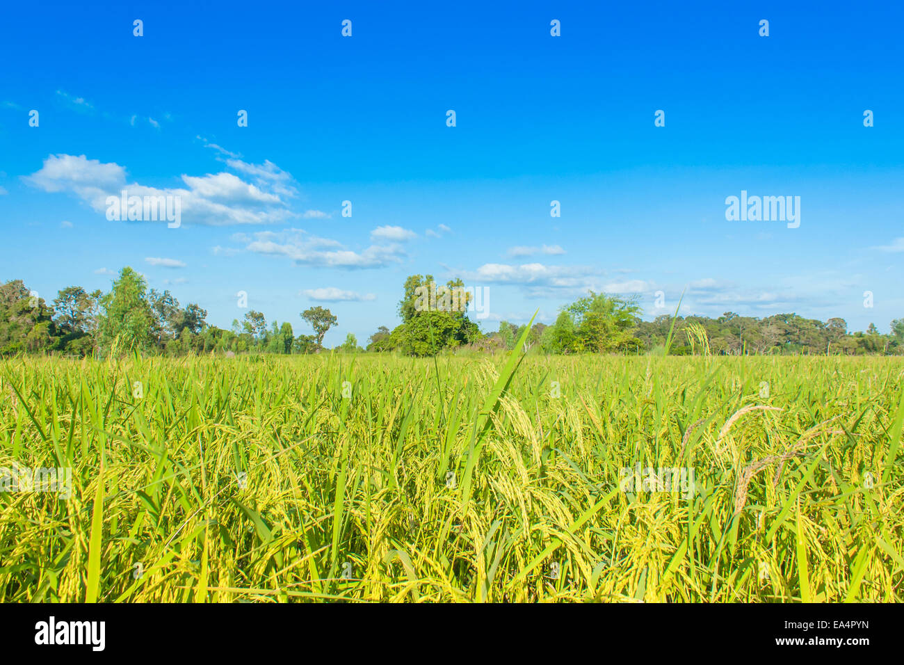 rice field and skies,rice waiting for harvest Stock Photo - Alamy
