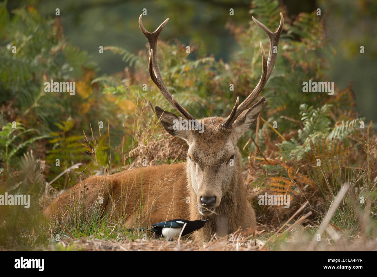 Deer teeth hi-res stock photography and images - Alamy