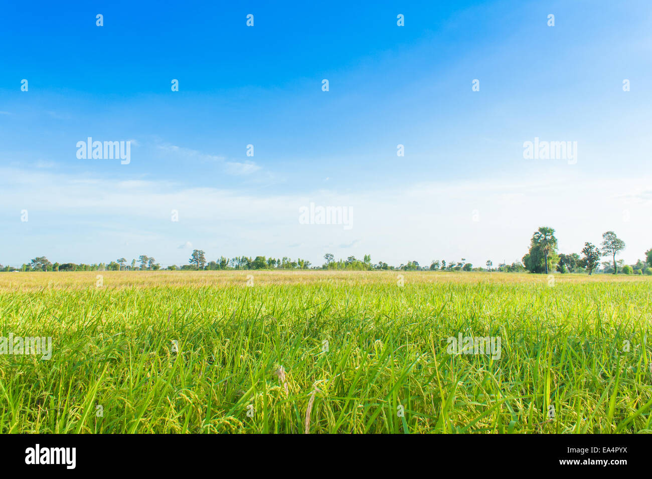 rice field and skies,rice waiting for harvest Stock Photo - Alamy