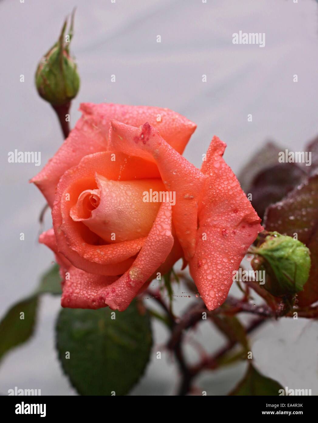 Rose and rain hi-res stock photography and images - Alamy