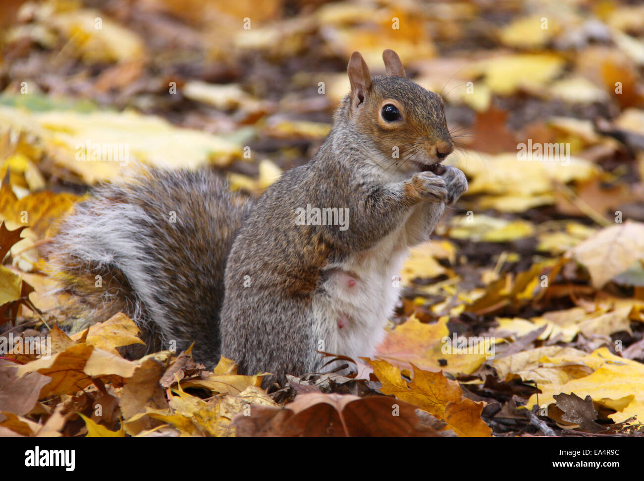Female squirrel eating a nut in fall leaves Stock Photo - Alamy