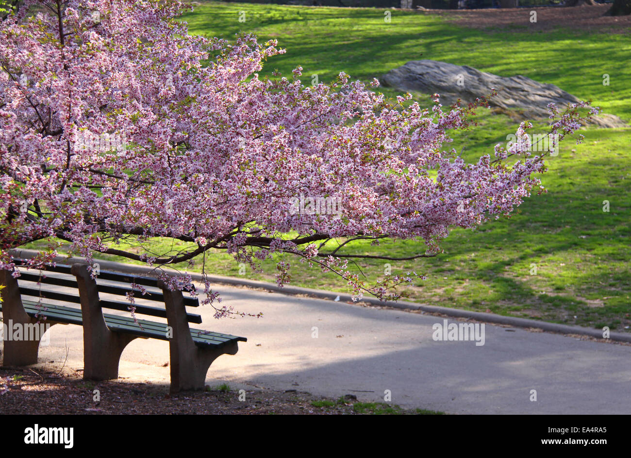 Spring blossoming cherry tree branches and bench in Central Park, New ...
