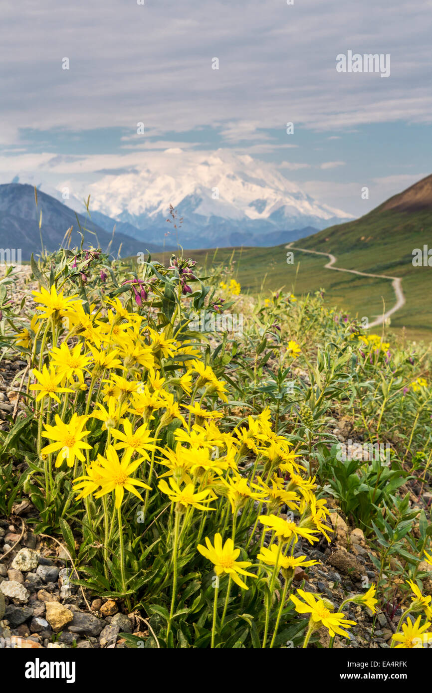 Arnica angustifolia hi-res stock photography and images - Alamy