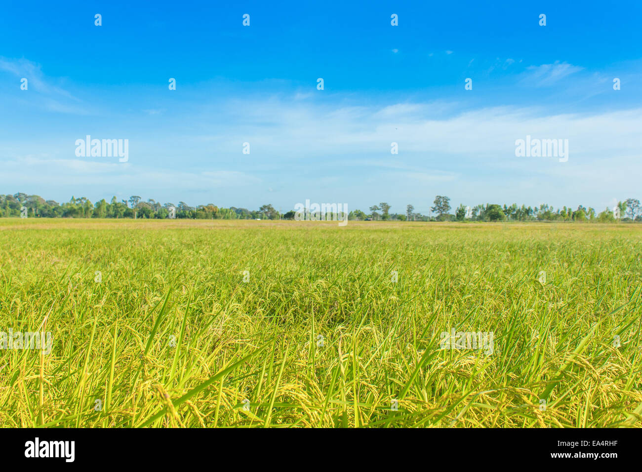 rice field and skies,rice waiting for harvest Stock Photo - Alamy
